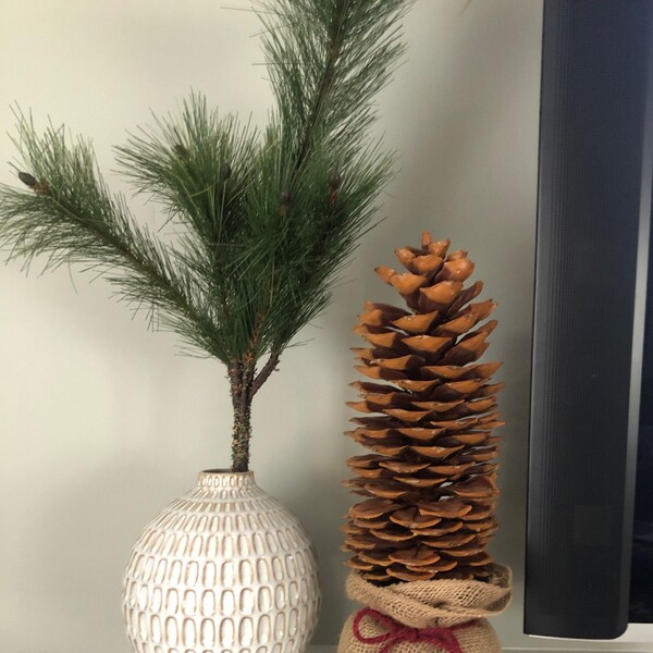 Sugar Pine Cones - Medium - 10" to 12" for Your Holiday Decor - - Etsy