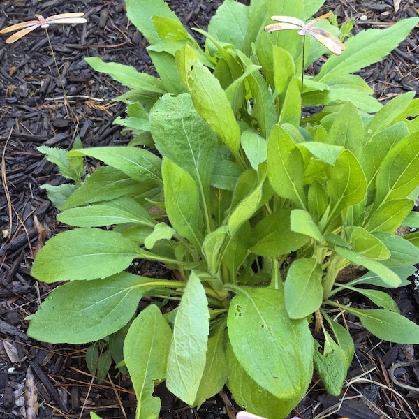 Copper 3 Piece Metal Cactus Set by Clever Goods Co- Garden Decor ...