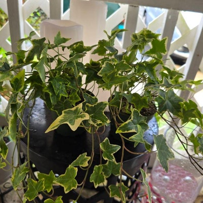 Golden English Ivy Hedera Helix - Etsy