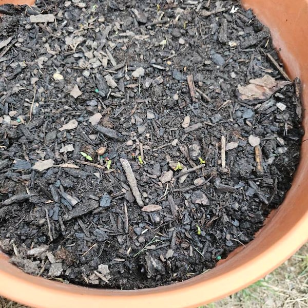Mesclun Sweet Salad Mix, Container, Fall Gardening, Bull Blood Beet ...