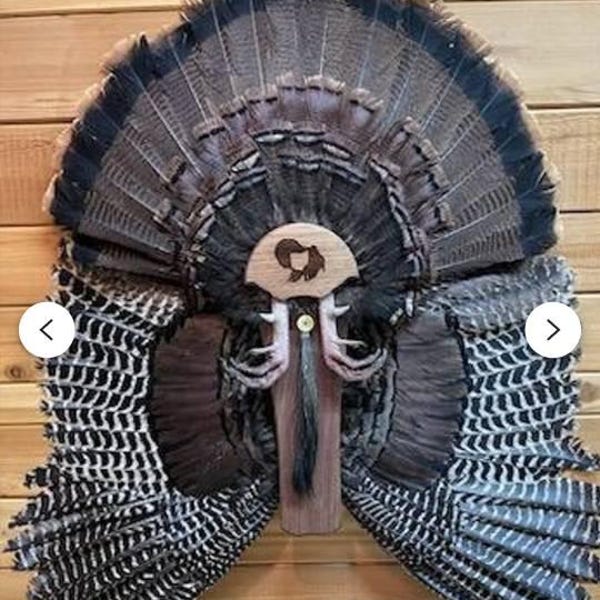 Turkey Tail/wing Mount. - Etsy