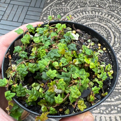 Miniature Creeping Fig ficus Pumila Quercifolia - Etsy