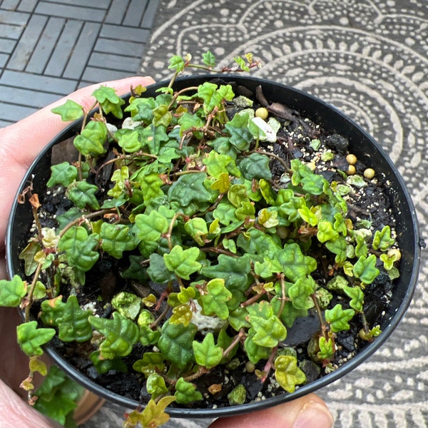 Miniature Creeping Fig (ficus Pumila Quercifolia) - Etsy