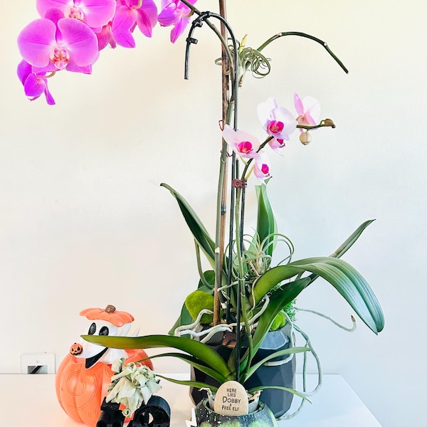 Shark Push Pins - Etsy