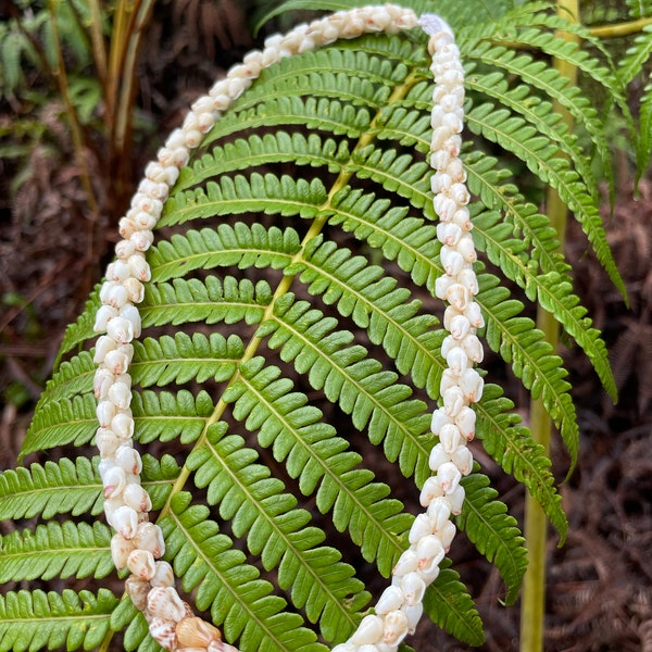 Hawaii Black Opihi Limpet Sea Shell Pack of 50 Assorted Size Limpets - Etsy