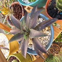 2, 4, 6 Pot of Eve's Pin Needle Cactus - Etsy