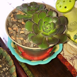 Sedum 'blue Spruce' / Stonecrop / Ground Cover / - Etsy