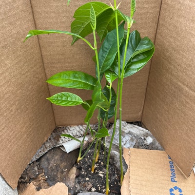 Marang Seeds Terap Artocarpus Odoratissimus Tropical Fruit Tree Seeds ...