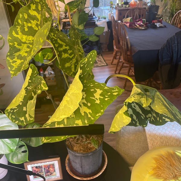 Mican Philodendron Velvet Leaf Philo Indoor & Outdoor Live Tropical ...