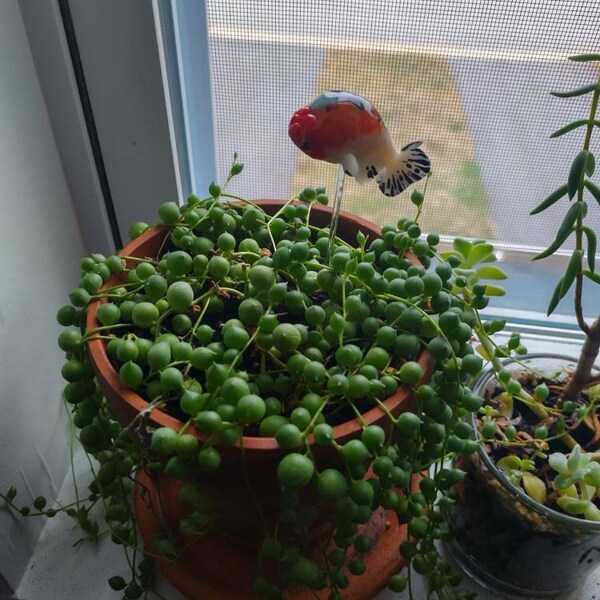 Handmade Plant Accessory/ Decor - Ranchu Goldfish Plant Buddy - Etsy