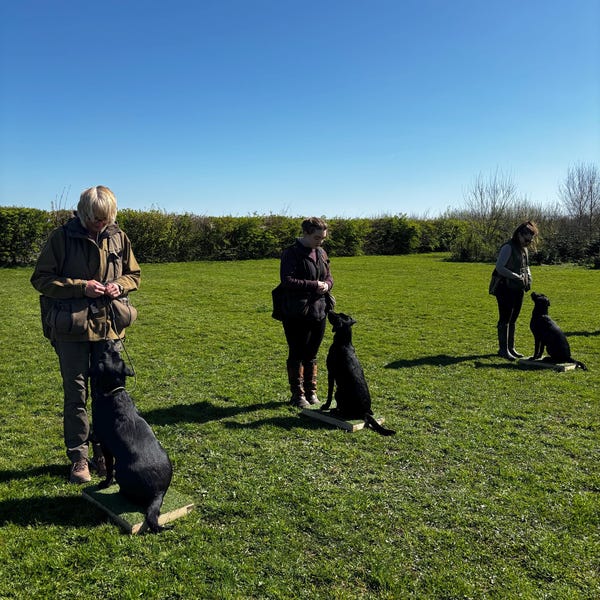 Handcrafted Dog Training Place Board: Gundogs, Puppies, Agility ...