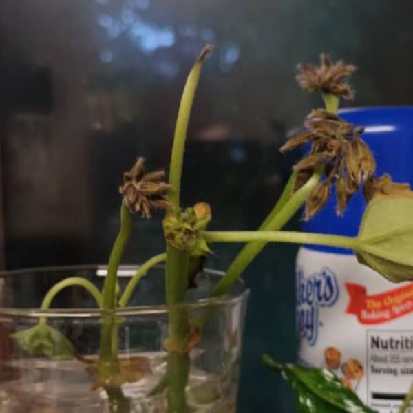 Torenia Kauai Deep Blue Flowers for Wishbone Plants 100 Seeds - Etsy