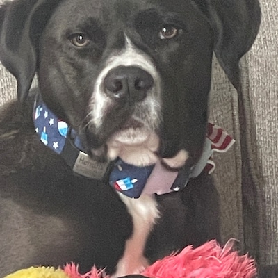 Pink & Purple Patchwork Dog Collar, Unique One of a Kind 1 Inch, 1.5 ...