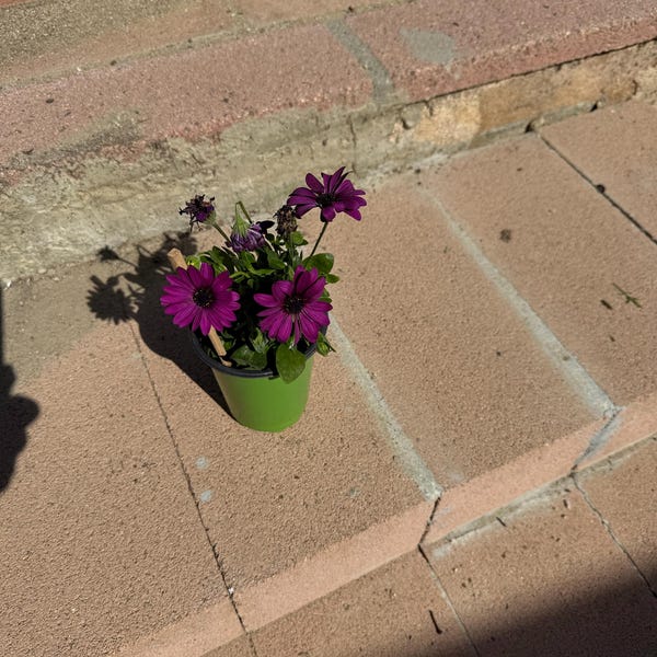 Serenity Pink African Daisy, Osteospermum, Live Plant, No GMO. Grown in ...