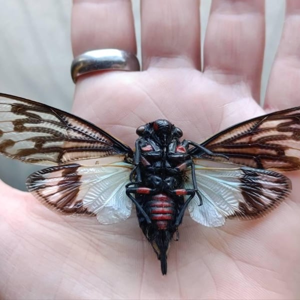 World's Largest Cicada Species 7-8" Wingspan | Megapomponia Merula ...