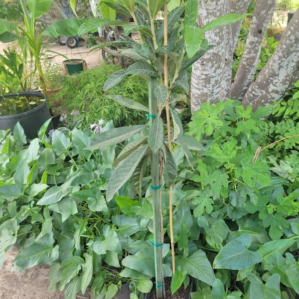 Miracle Fruit - 1 Plant - 1 to 2 Feet Tall - Ship in 3gal Pot - Etsy
