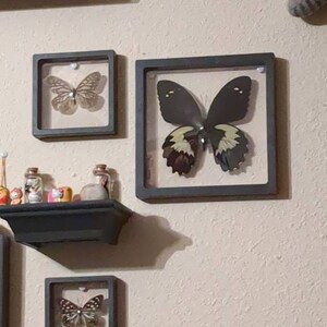 RANDOM Butterfly in a 3D Floating Frame Displaying Full Wing - Etsy
