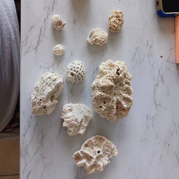 100pc Cat’s Paw Seashells - Etsy