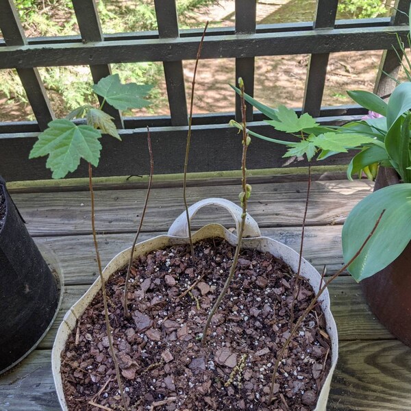 5 Red Maple Bare Root (acer Rubrum) - Etsy