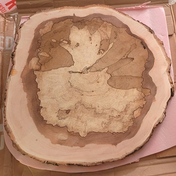 12.75 Set of 4 Spalted White Pine Tree Slice Wood Cookies Rounds End ...