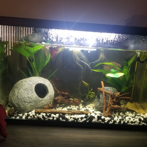 10+ Stems Pearlweed (hemianthus Micranthemoides) - Thriving Aquatic ...