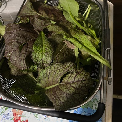 20 DUA GANG Dua Bo Asian Yellow Stripe Melon Conomon Seeds - Etsy