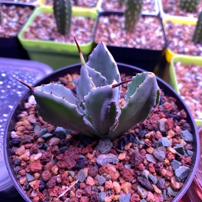 Succulent Planter Rectangle Green/gray Glossy Glaze Ball Feet Great for ...