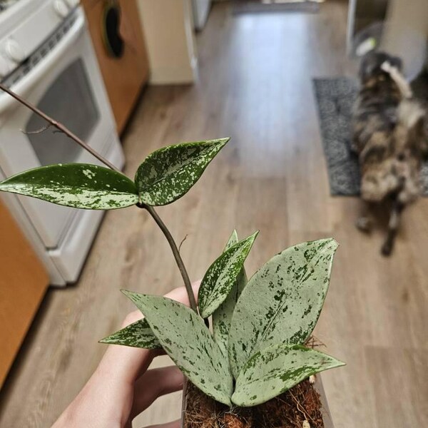 Rustic Succulent QUEEN Pot - Etsy