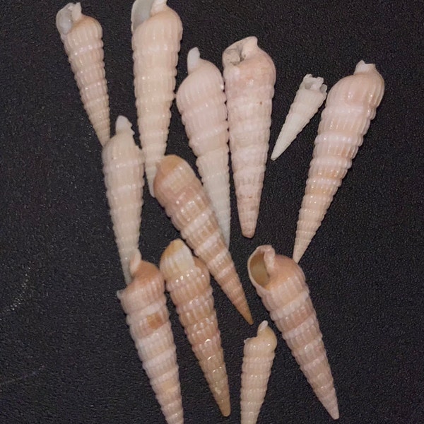 FLORIDA COMMON AUGER Cone Sea Shells ~ 10-100pcs ~ Wedding Craft ...