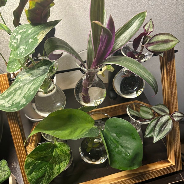 Rare Pothos Cuttings Mix- Marble Pothos / Heart Leaf Philodendron ...