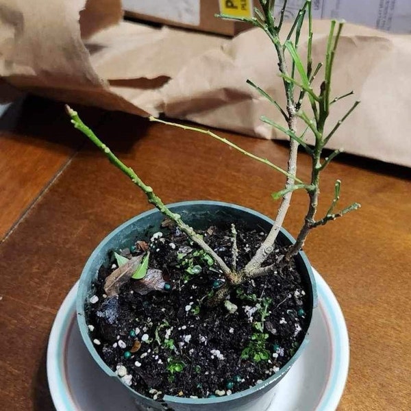 Chinese Perfume Tree, Chinese Rice Flower, in 4", 6" and 10" Pot Aglaia ...