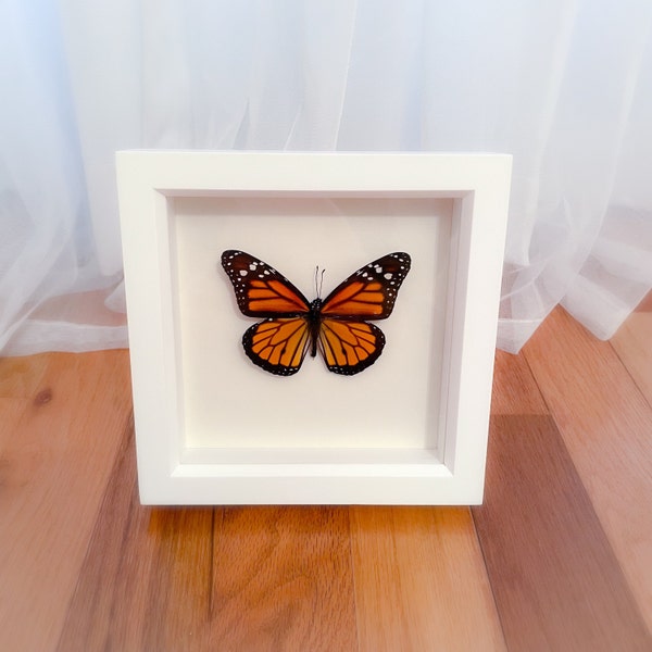 Real Framed Butterfly Monarch Butterfly Display 6x6 - Etsy
