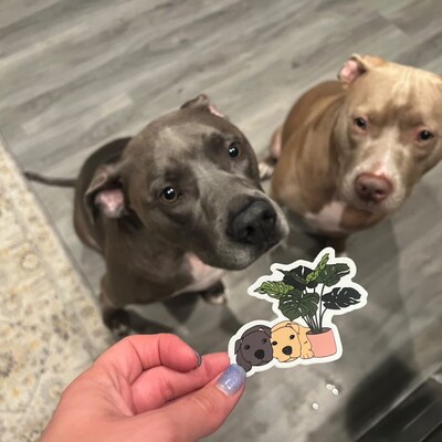 Jindo Monstera Vinyl Sticker Jindo Sticker Monstera Sticker Plant ...