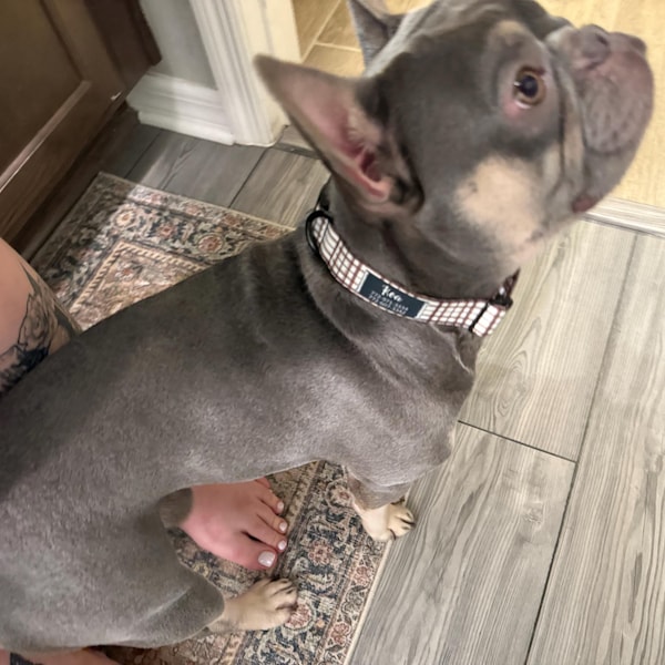 Green Chevron Dog Elite Bundle - Custom Dog Collar, Leash and Harness ...