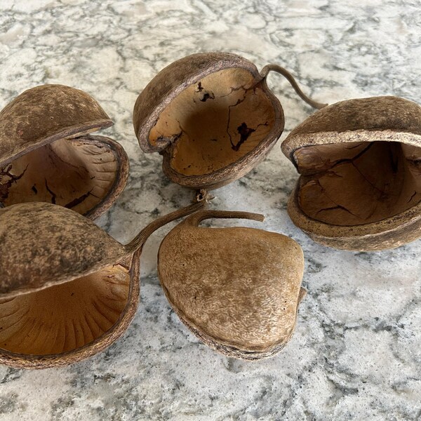 White Screw Shells 3-8cm Unicorn Horns Spiral Shell Beach Wedding ...