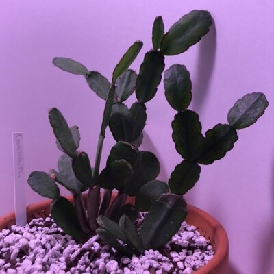 Easter Cactus gemini Pink Spring Cactus Sunrise - Etsy