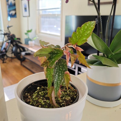 Angelwing Begonia 'medora' - Etsy