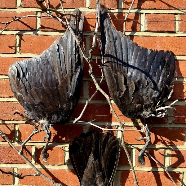 Jackdaw Crow Skull Wings Tail Feet Real Natural Carrion Rook Feathers ...