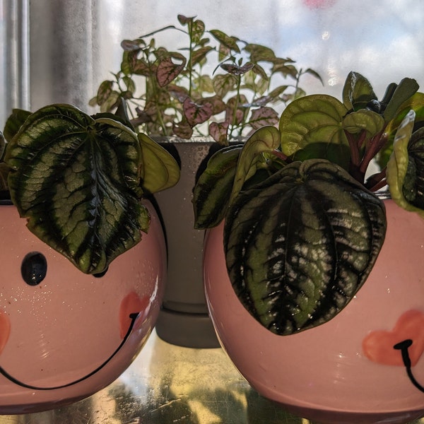 Peperomia Dragon Skin Starter Plant (ALL STARTER PLANTS Require You to ...