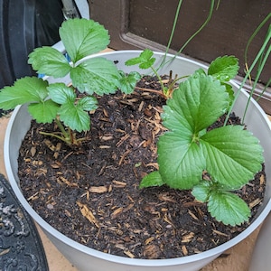 5 Heritage Everbearing Red Raspberry Plants 5 Large 1 Year Old Bare ...