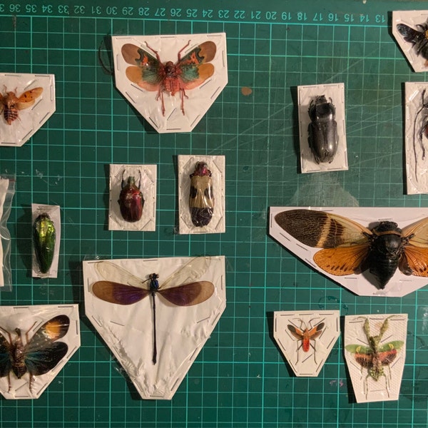 SPECIAL OFFER : Set 15 Colorful Mixed Insects A1 to Aa- Quality for the ...