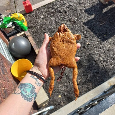 Cane Toad Coin Purse - Etsy