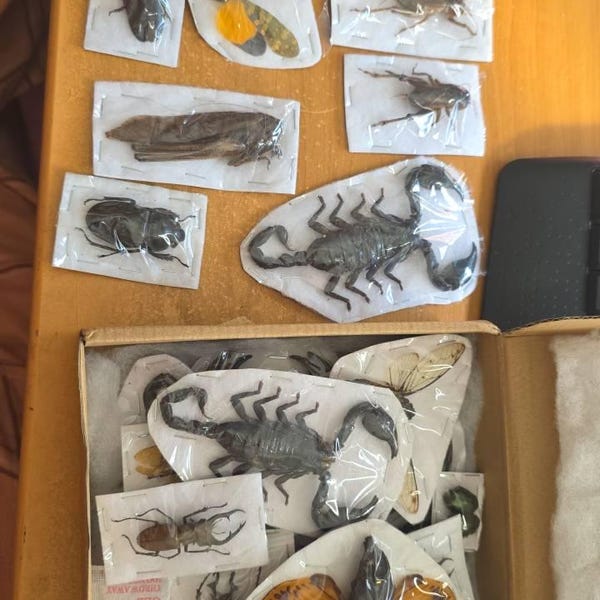 15 Real Assorted Beetles Bees Cicada Scorpion Butterfly - Preserved ...