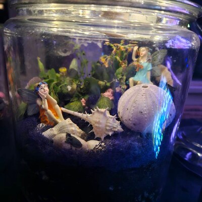 Turris Shell / Indian Turrid 2.5 3.5 Shells - Etsy