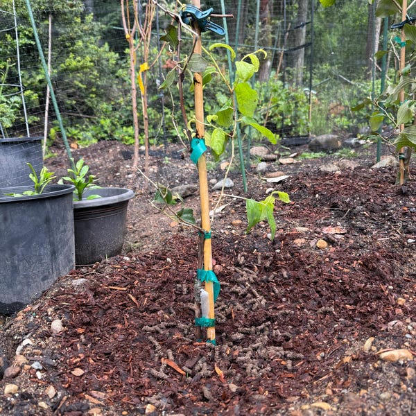 Mango MANILA, CARABAO, FILIPINO Tree, Grafted, 3gl - Etsy