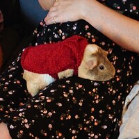 DIGITAL DOWNLOAD PDF Guinea Pig Crochet Pattern Decorative Diaper Style ...