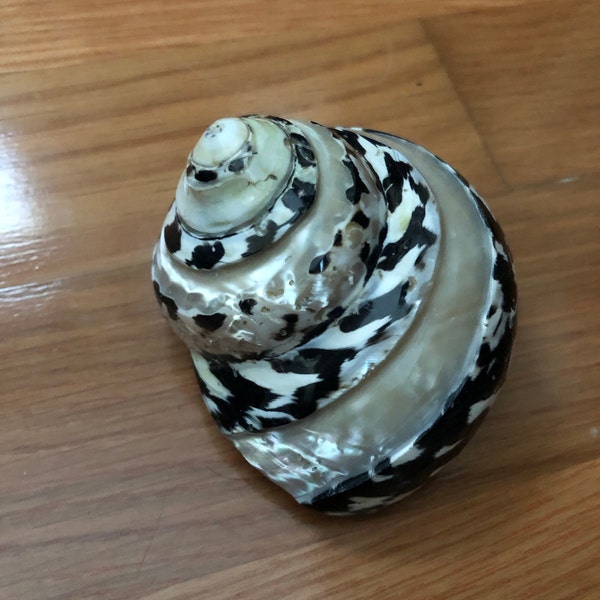 Large Sundial Seashells 1 1/21 3/4 6, 10 Shells, Beach Decor, DIY Craft ...