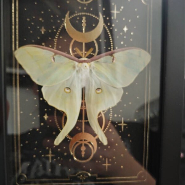 Framed Luna Moth Shadow Box: Gold Star Tarot Print Gothic Wall Decor - Etsy