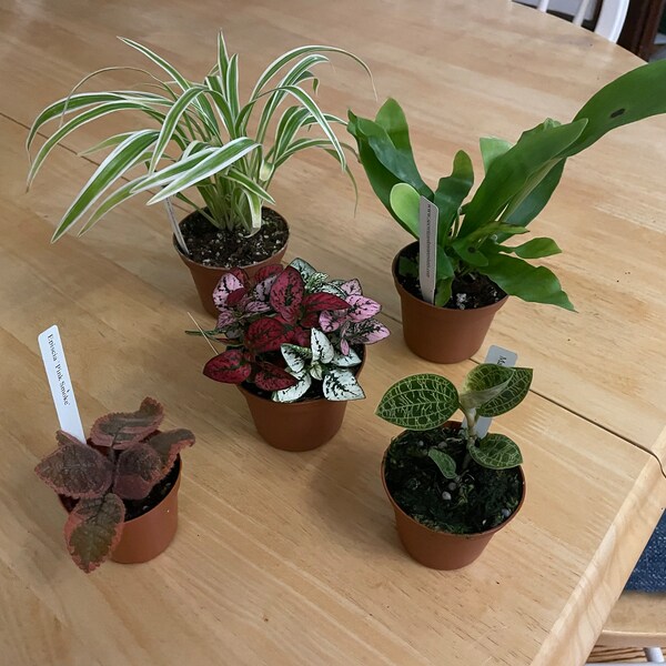 Clean Air Machine! You Need This Plant in Your Home. Chlorophytum ...