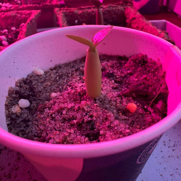 Protea Amplexicaulis / 5 Seeds (clasping-leaf Sugarbush) - Etsy Canada